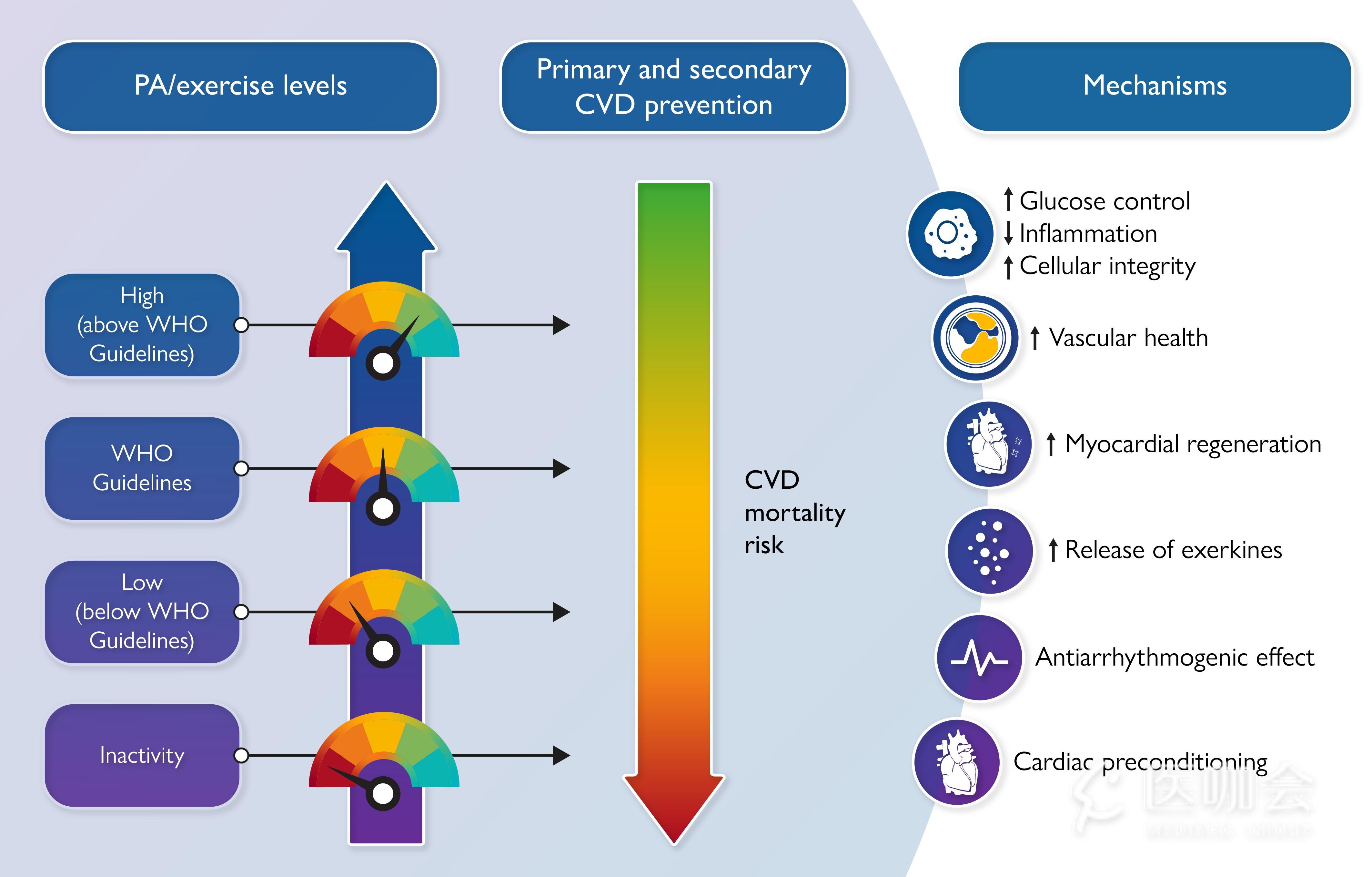 EHJ综述：一文总结运动对心血管疾病的益处 - 医咖会